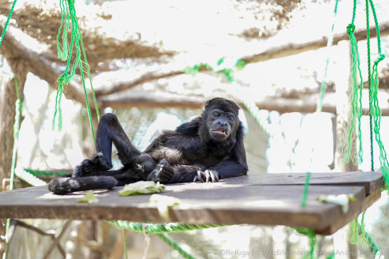 7 Monkeys Graduate to our Pre-Release Enclosure! – IAR Costa Rica