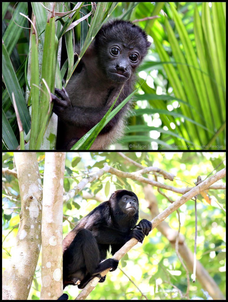 Orphaned Howler Monkeys Rescued as Infants are Released! – IAR Costa Rica