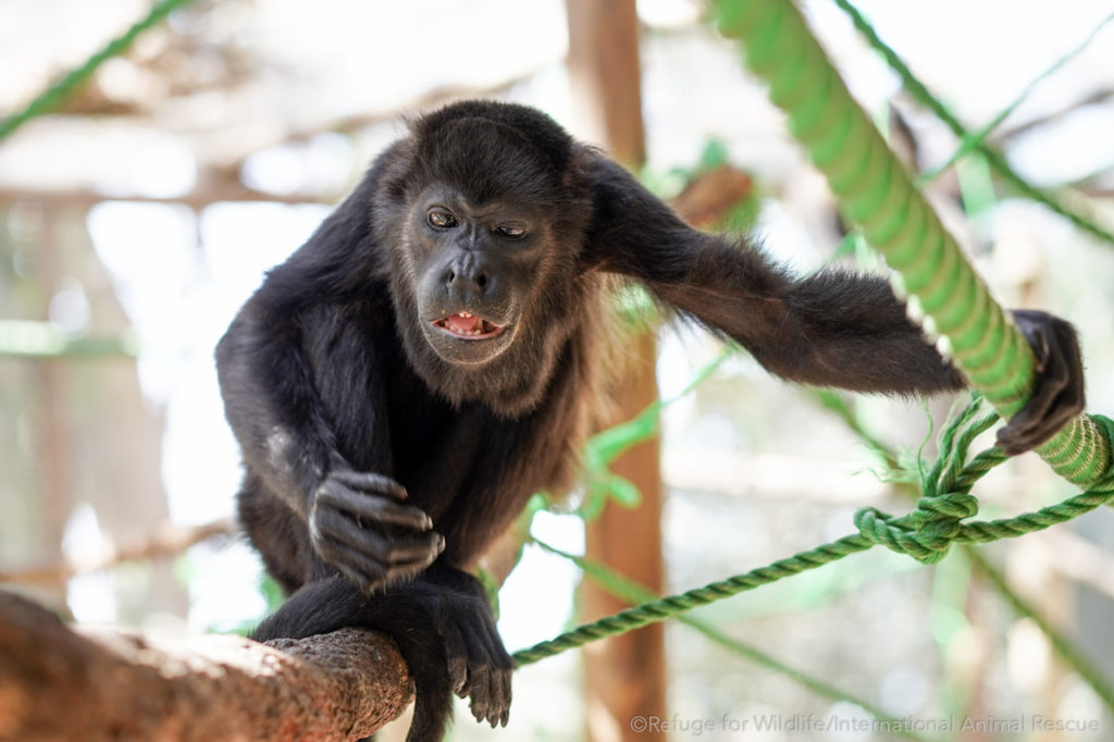 7 Monkeys Graduate to our Pre-Release Enclosure! – IAR Costa Rica