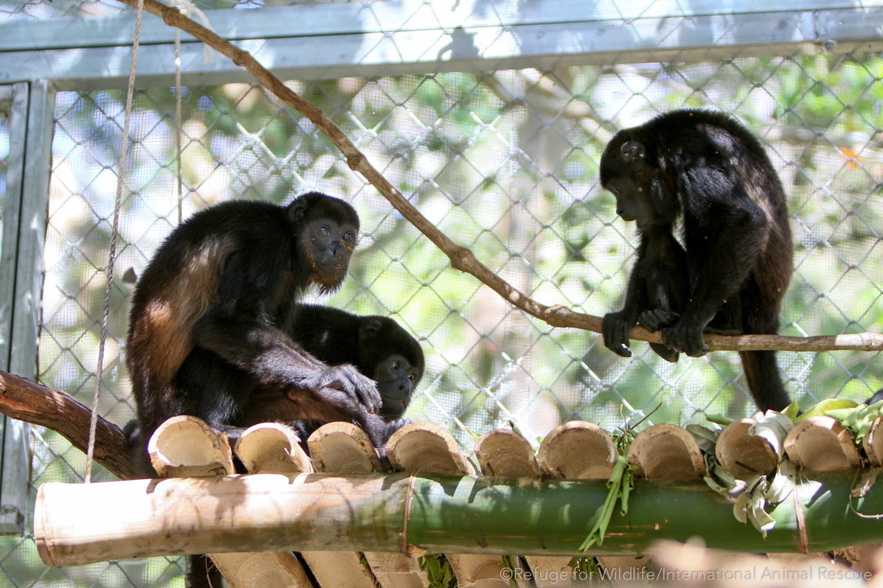 Orphaned Howler Monkeys Rescued as Infants are Released! – IAR Costa Rica