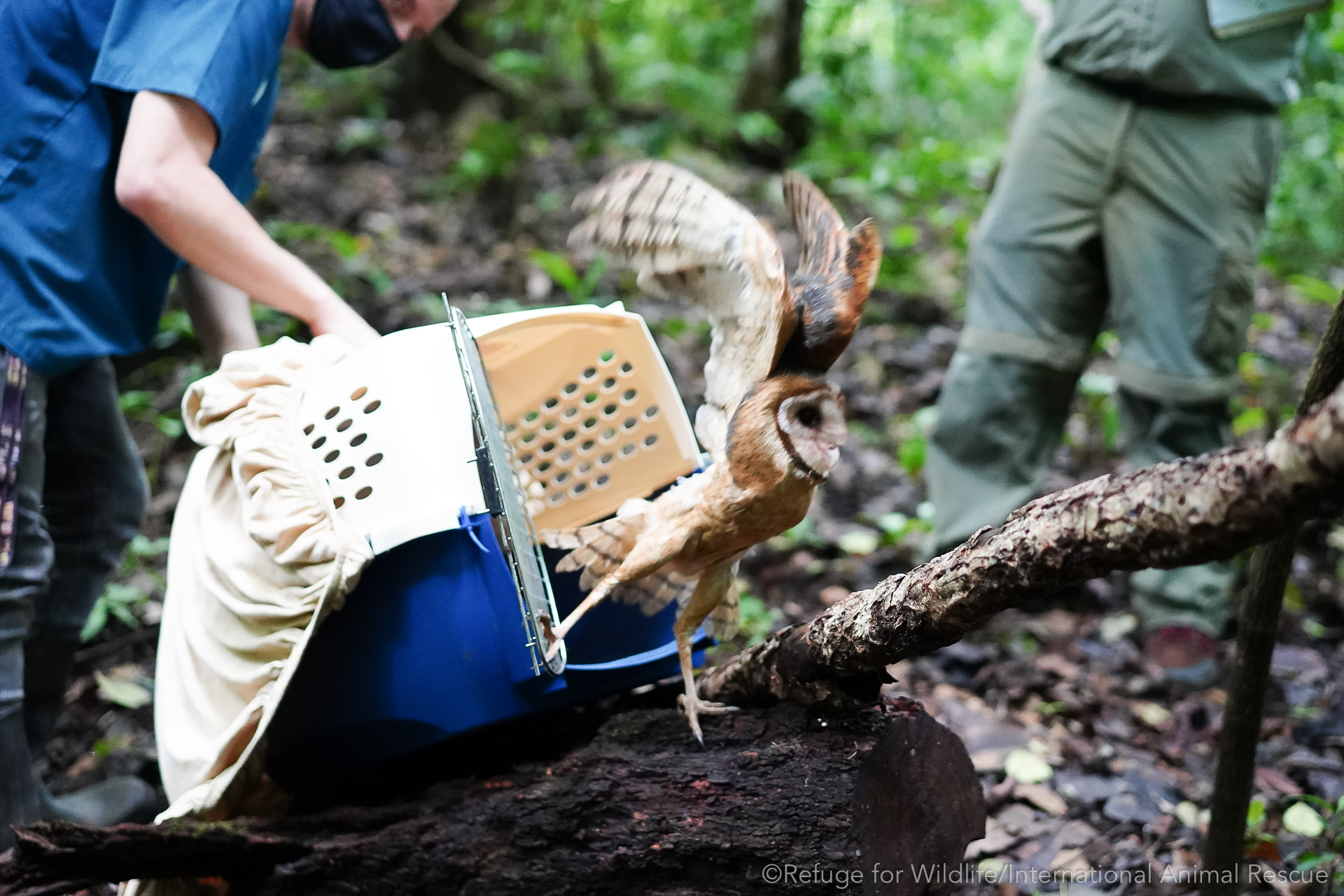 Barn Owl Release – IAR Costa Rica